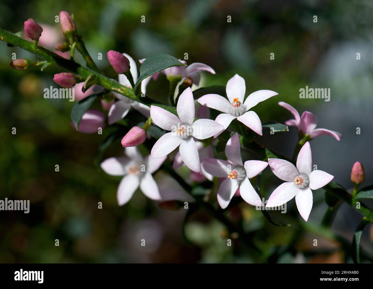Philotheca plant hi-res stock photography and images - Alamy