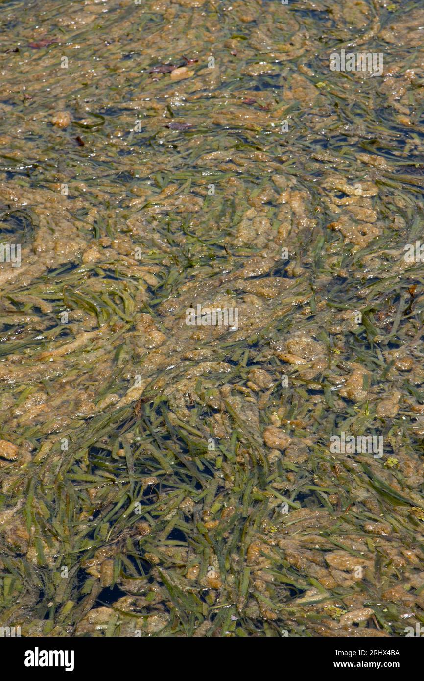 Algae bloom in a freshwater lake Stock Photo - Alamy