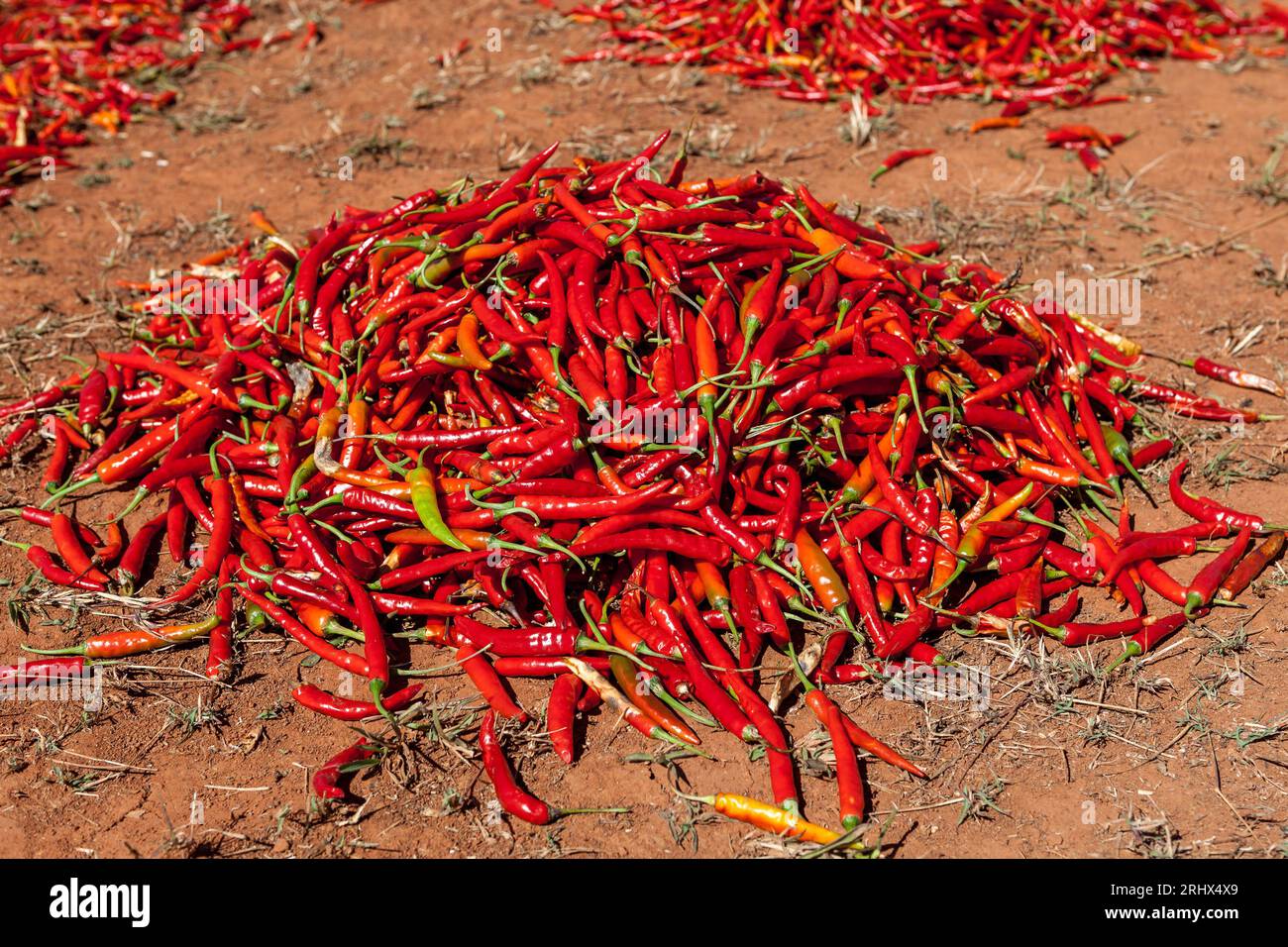 Drying batch of red chili at field in Myanmar Stock Photo - Alamy