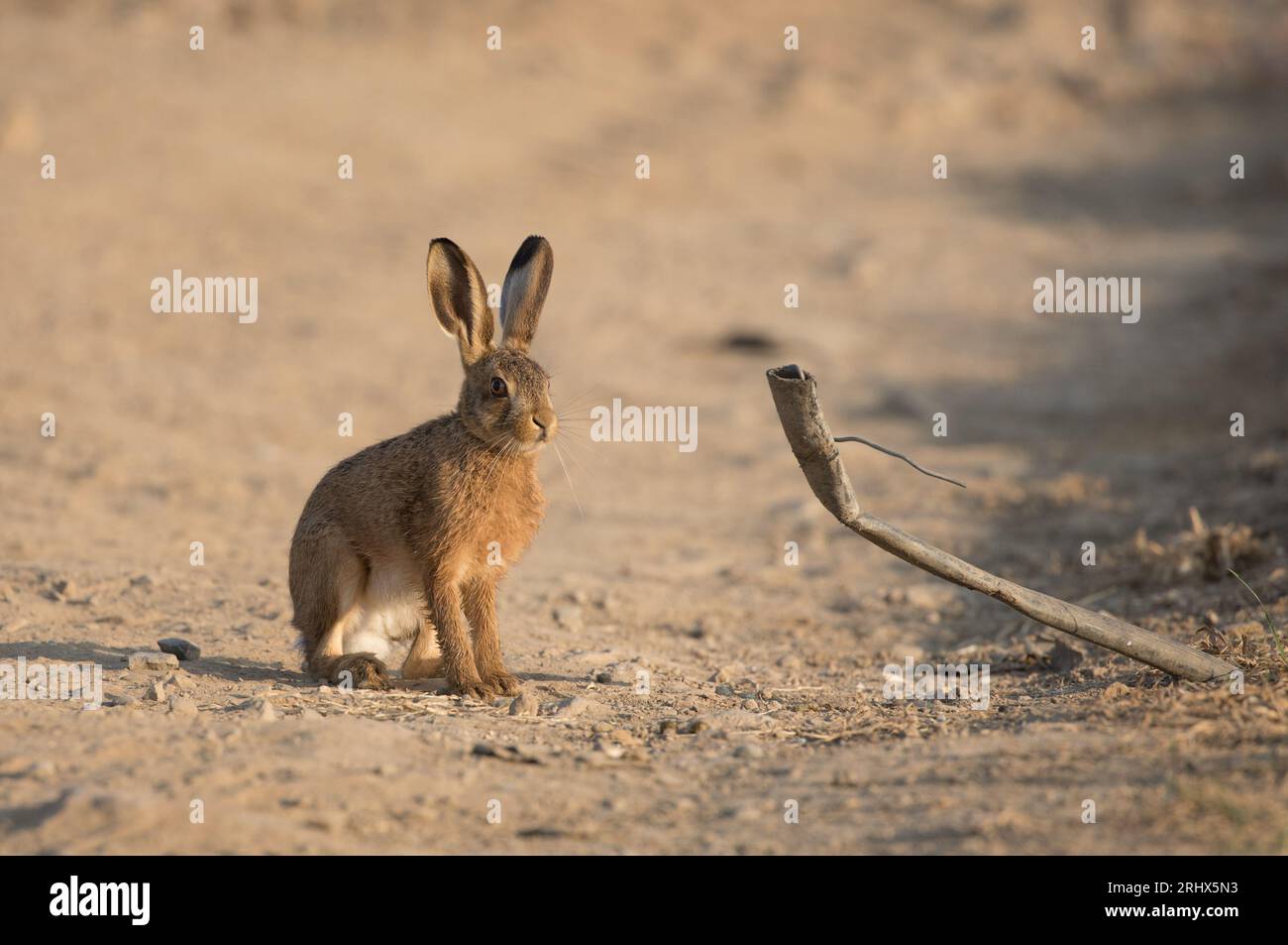 Young hare near Harrogate, North Yorkshire Stock Photo - Alamy