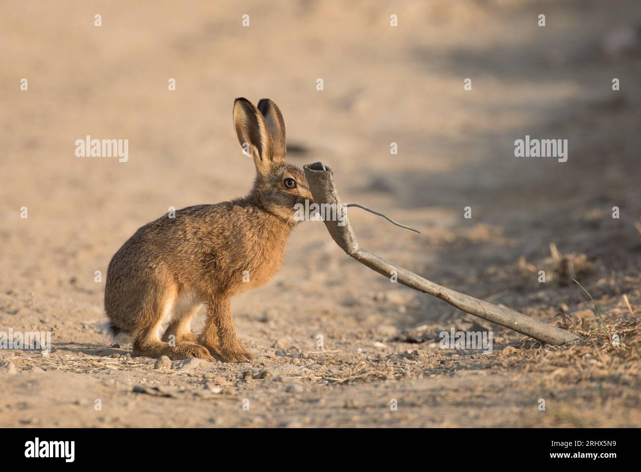 Young hare near Harrogate, North Yorkshire Stock Photo - Alamy