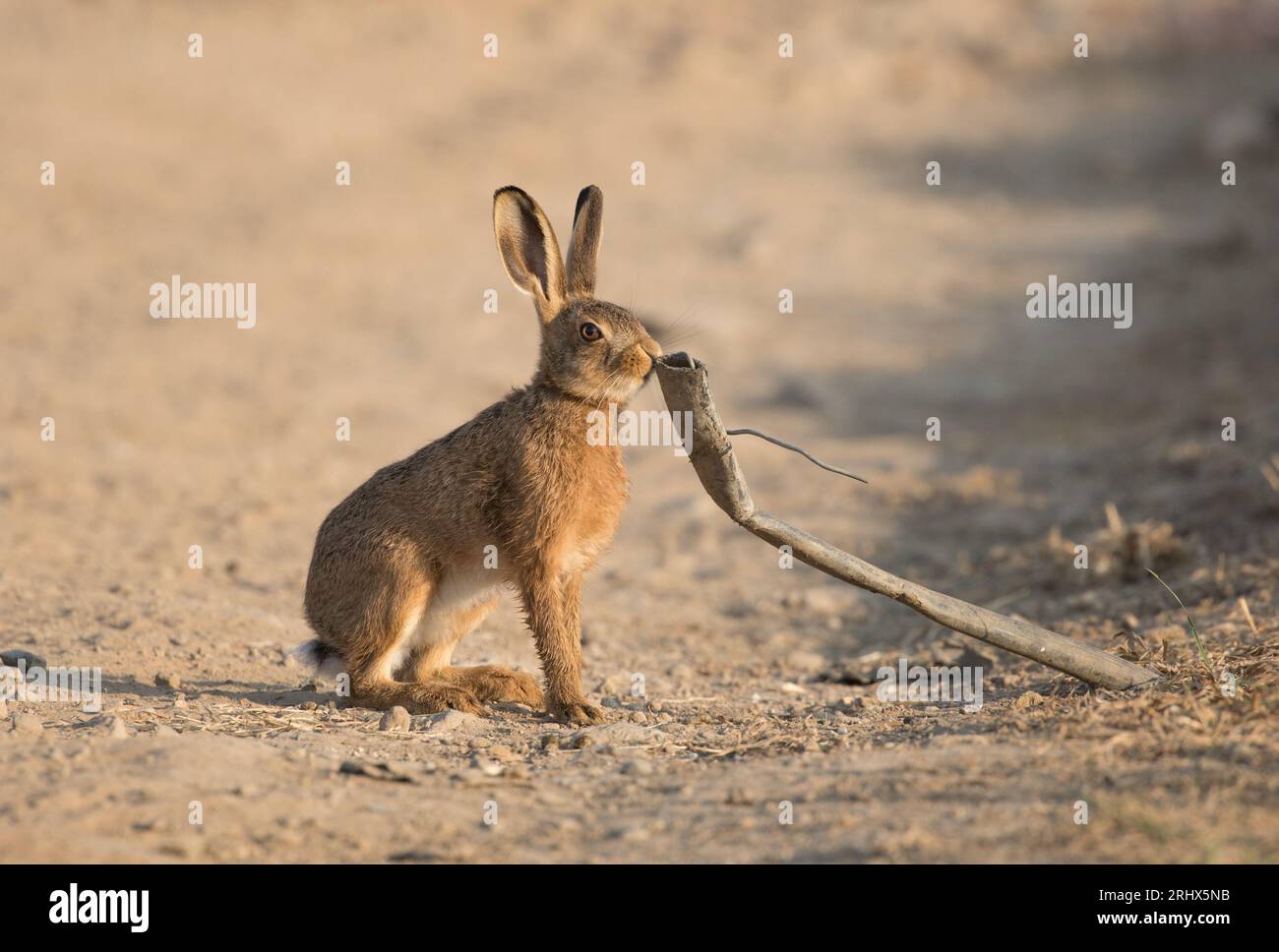 European hare north yorkshire hi-res stock photography and images - Alamy