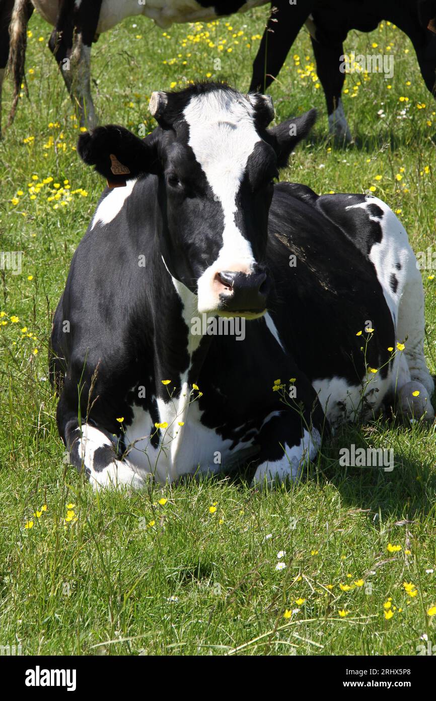 Cow laying on the ground during daytime Stock Photo - Alamy