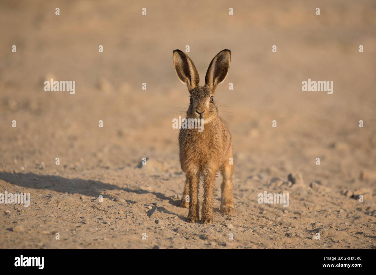 European hare harrogate hi-res stock photography and images - Alamy