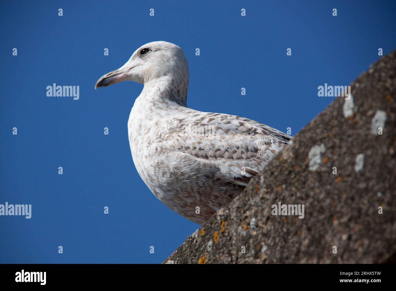 Little bird standing still on the ground Stock Photo - Alamy