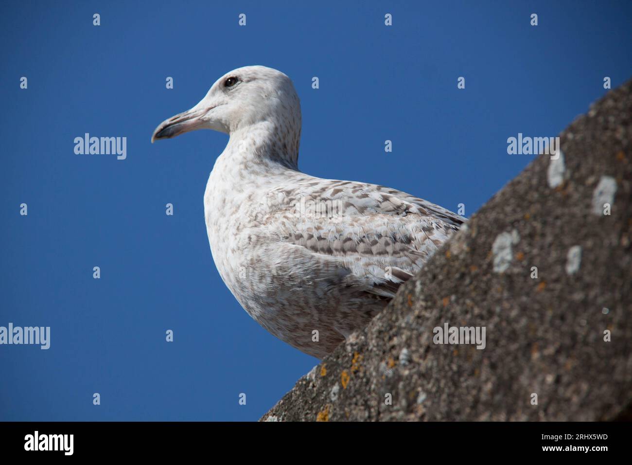 Little bird standing still on the ground Stock Photo - Alamy