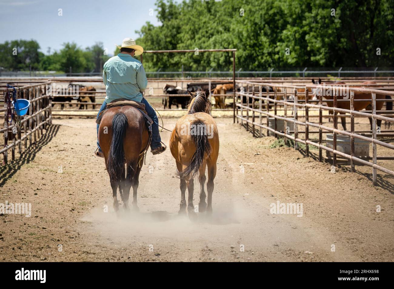 A cowboy's horse kicks up dust as it rides alongside another horse at a ...