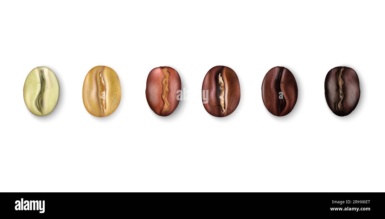 Coffee seeds set. Realistic beans, barista espresso or arabica process ...