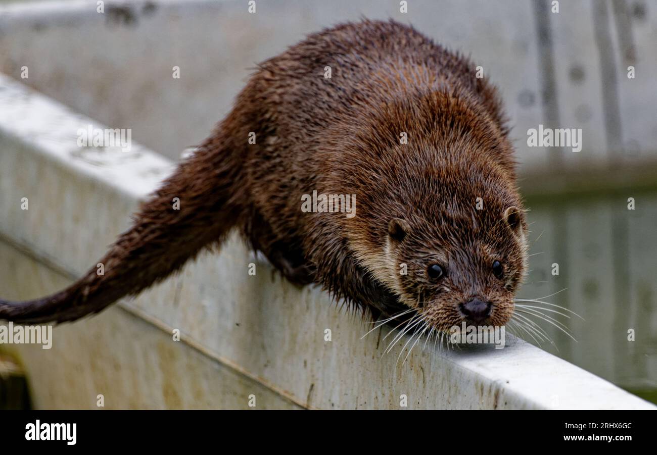 Eurasian Otter (Lutra lutra) Juvenile out of water with dry fur Stock ...