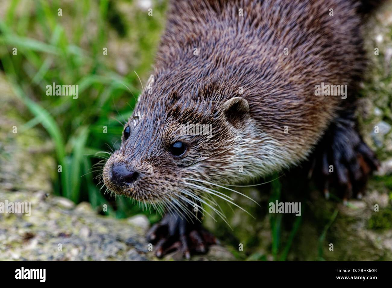 Eurasian Otter (Lutra lutra) Juvenile out of water with dry fur Stock ...