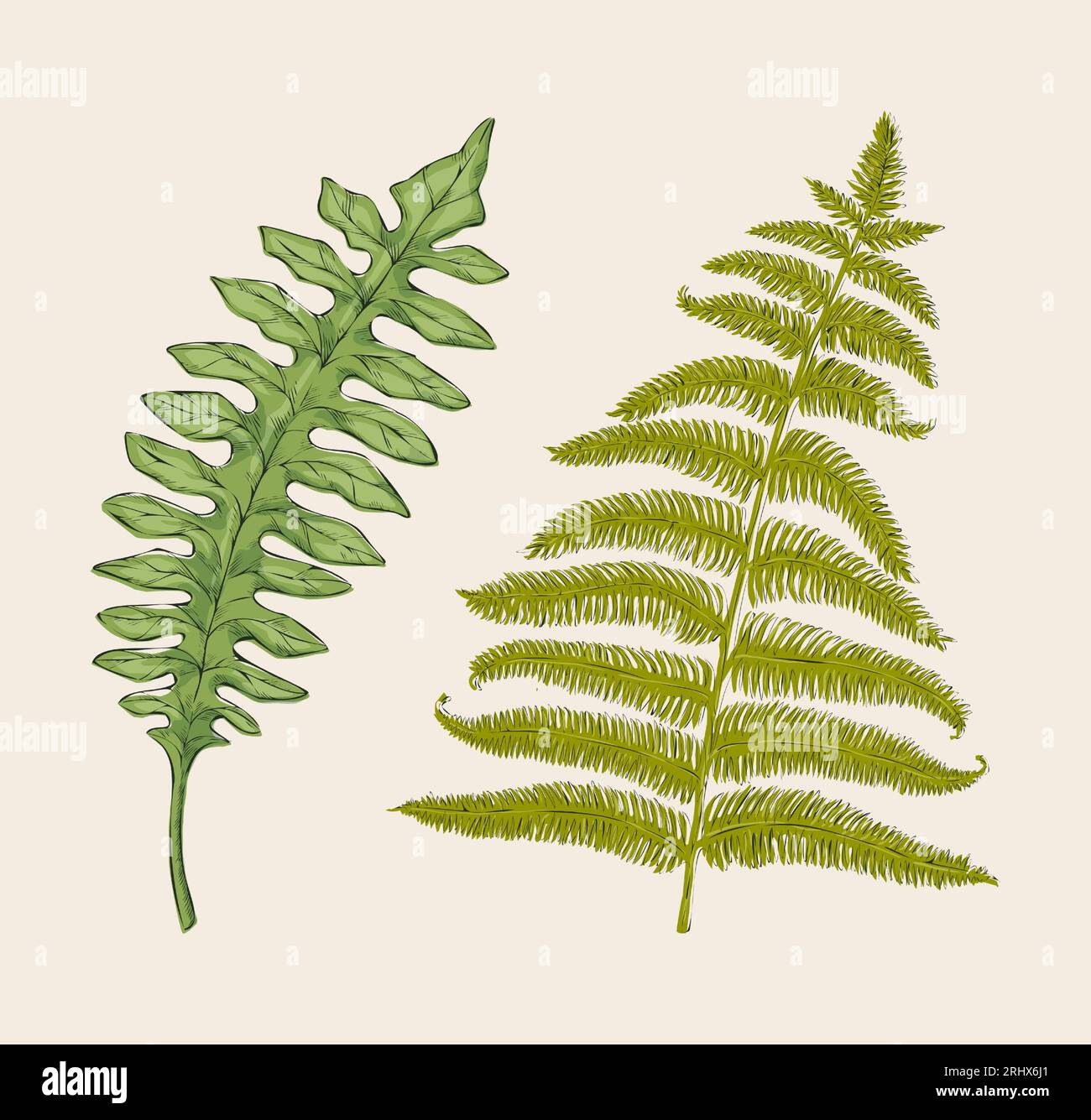 Fern. Hand drawn botanical isolated decorative elements. Green leaves ...