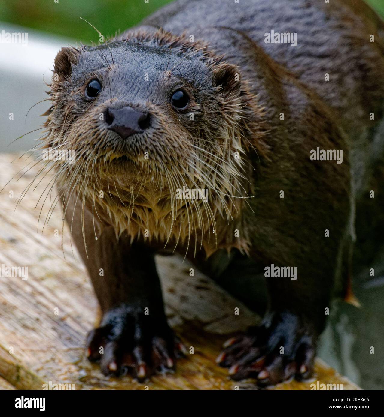 Eurasian Otter (Lutra lutra) Juvenile out of water with dry fur Stock ...