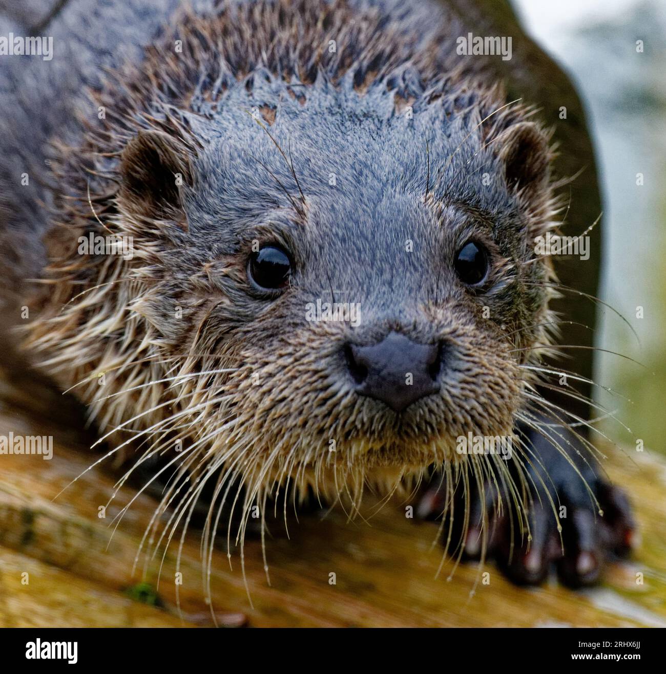 Eurasian Otter (Lutra lutra) Juvenile out of water with dry fur Stock ...