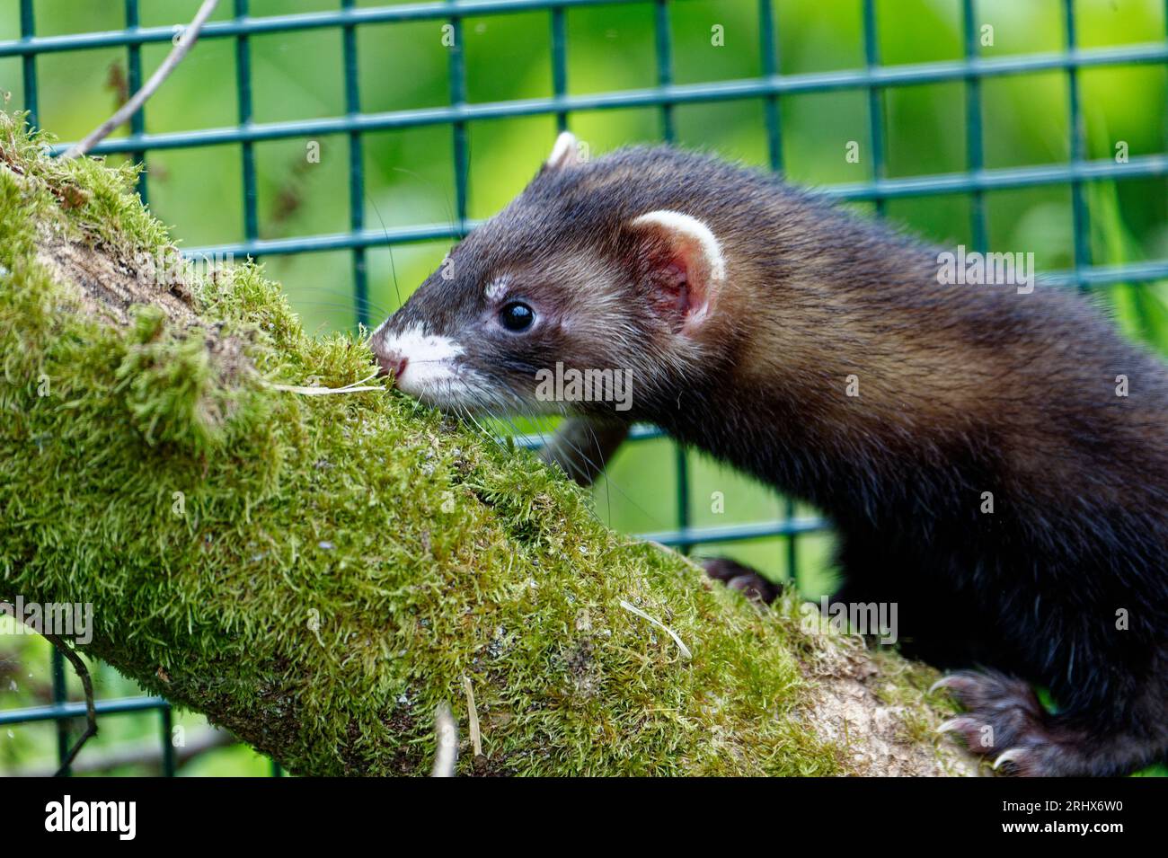 Thummort hi-res stock photography and images - Alamy