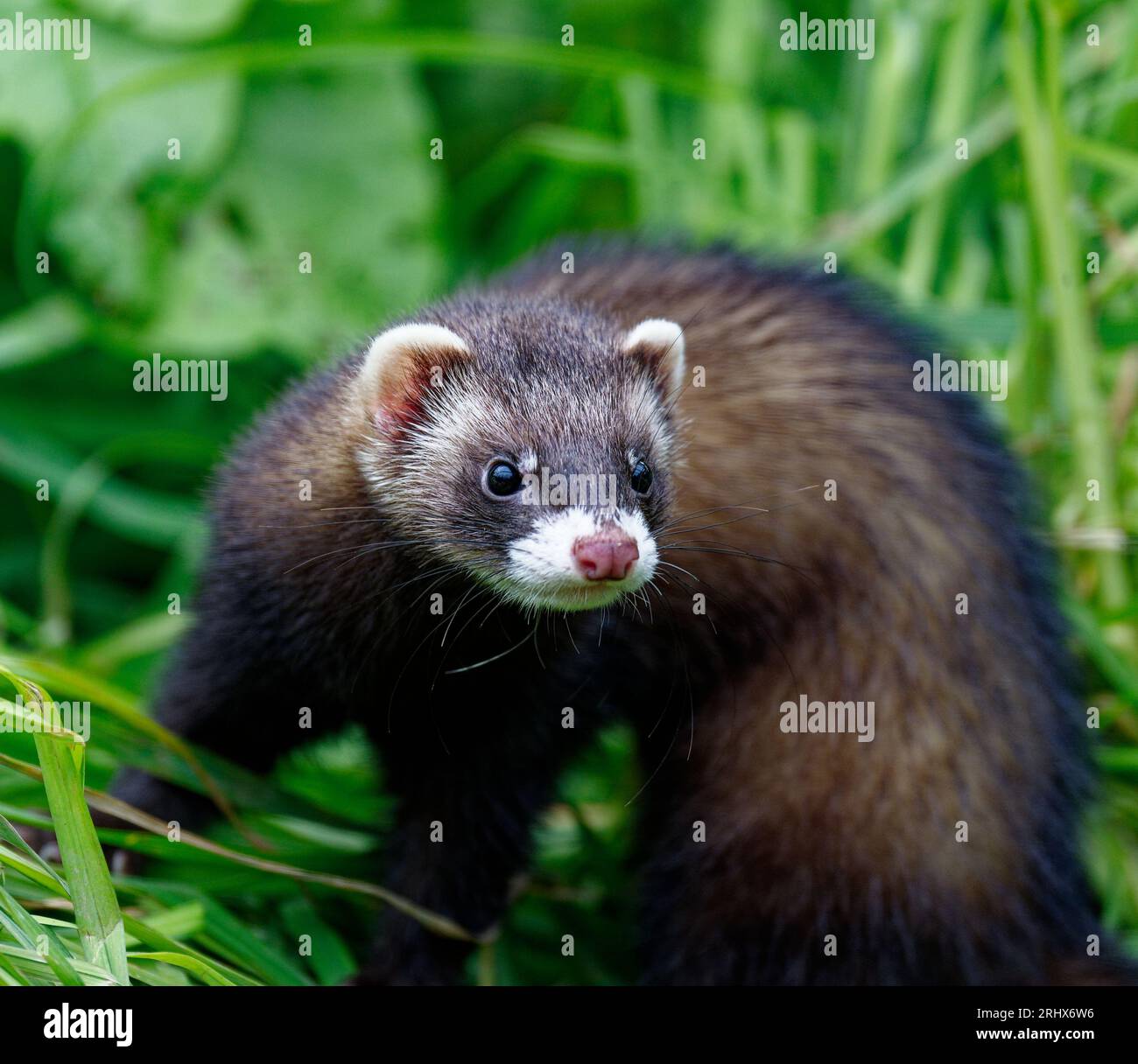 European Polecat (Mustela putorius) Juvenile rescued abandoned orphan ...