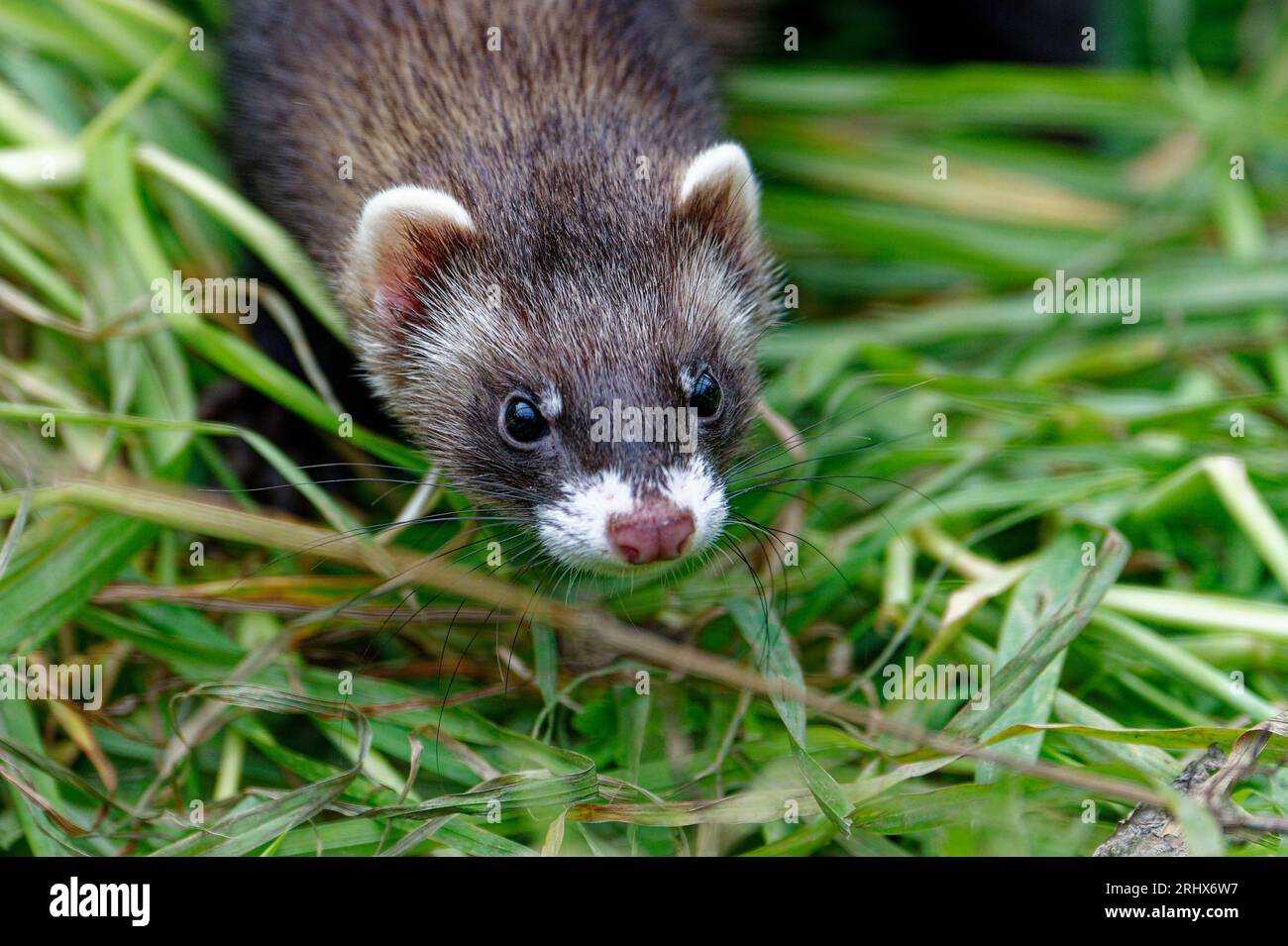 Thummort hi-res stock photography and images - Alamy