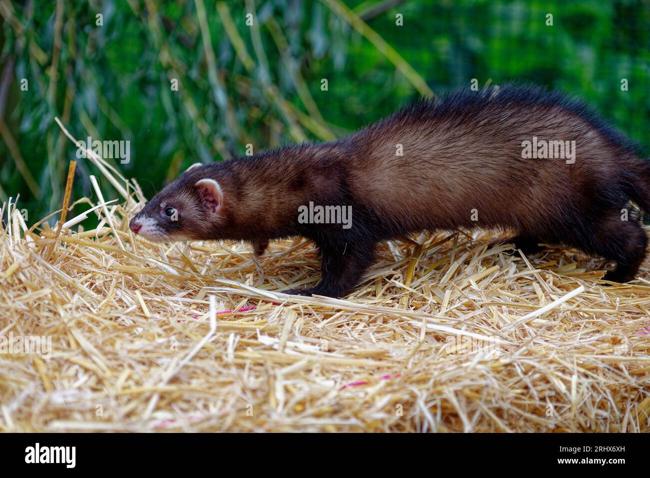 European Polecat (Mustela putorius) Juvenile rescued abandoned orphan ...