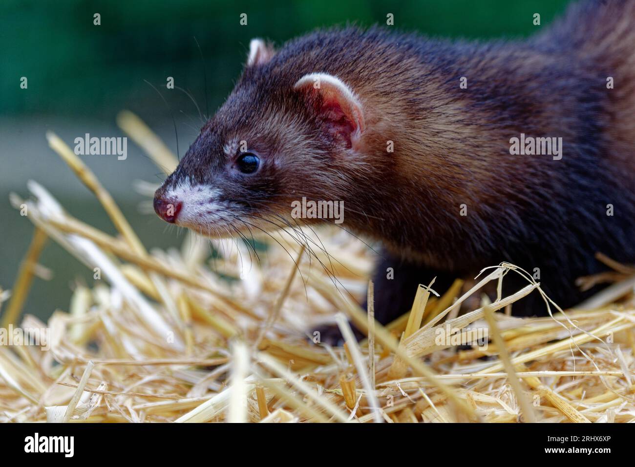 Polecat pelt hi-res stock photography and images - Alamy
