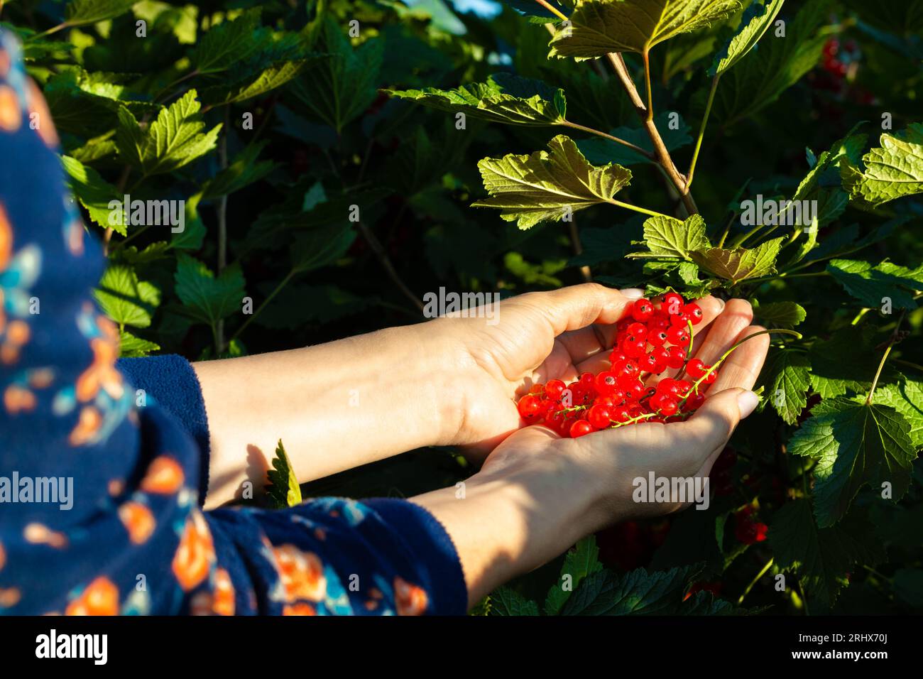 a farmer holding a bunch of red currants. woman plucks red currant ...