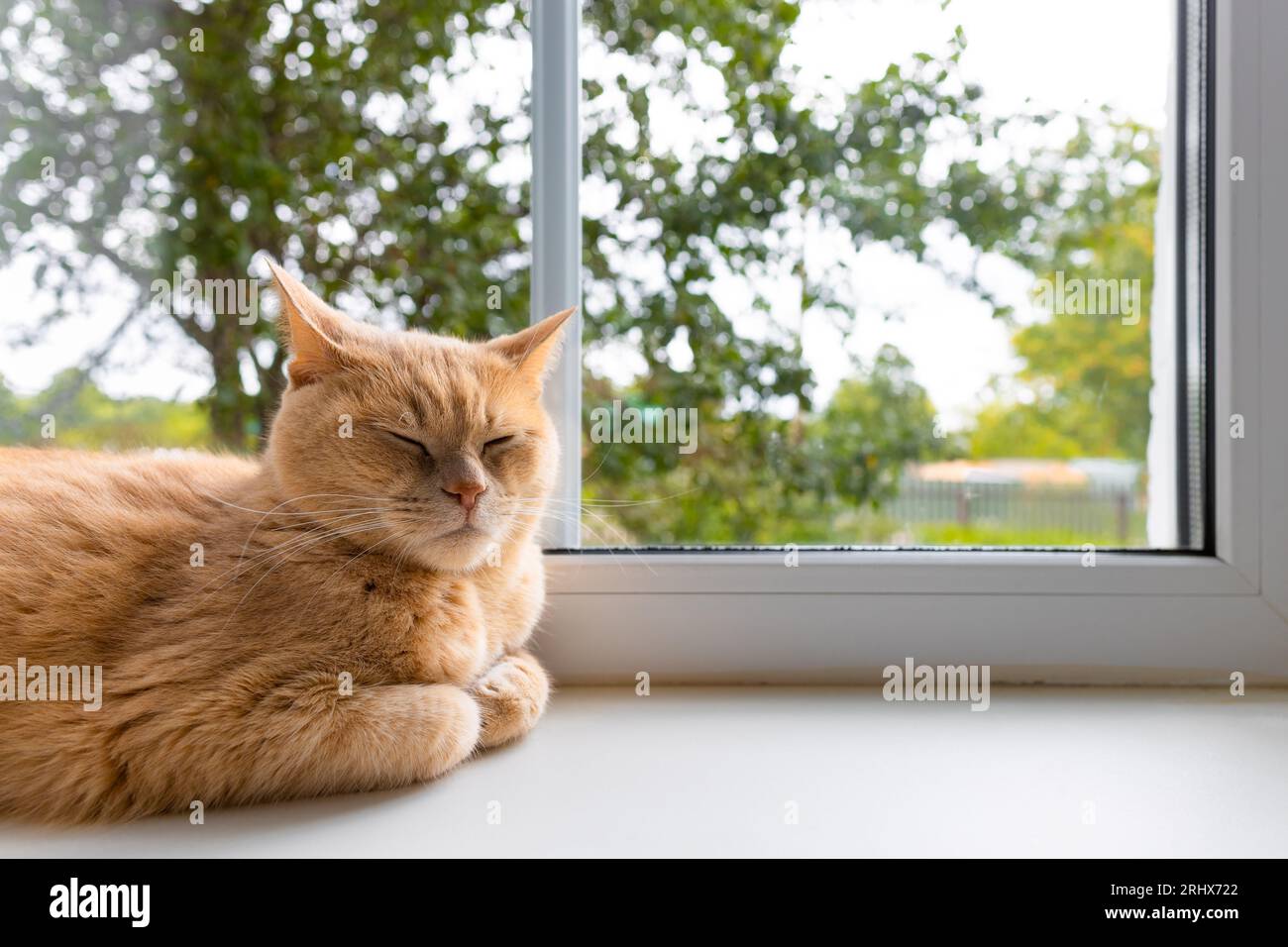 domestic cat sleeps on the window in the sun. High quality photo Stock ...