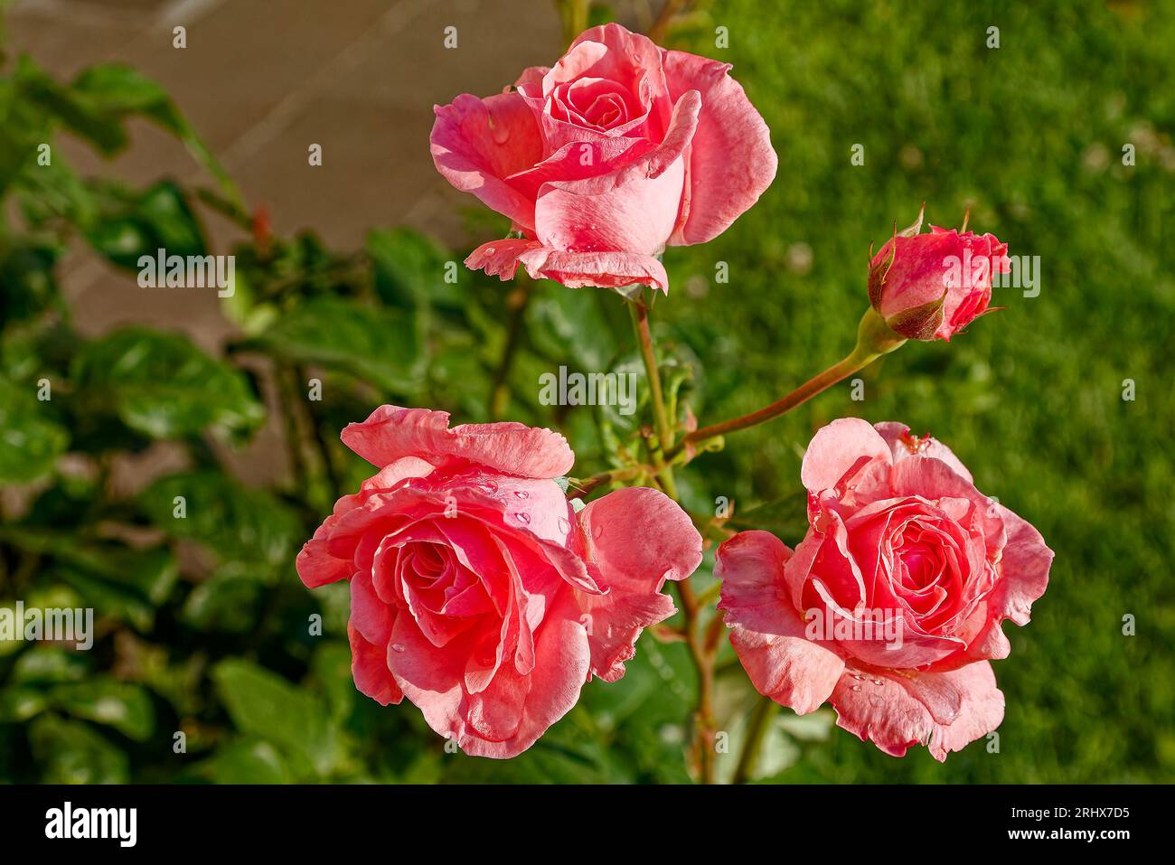 3 pink roses, bud, close-up, dew, green leaves background, nature ...