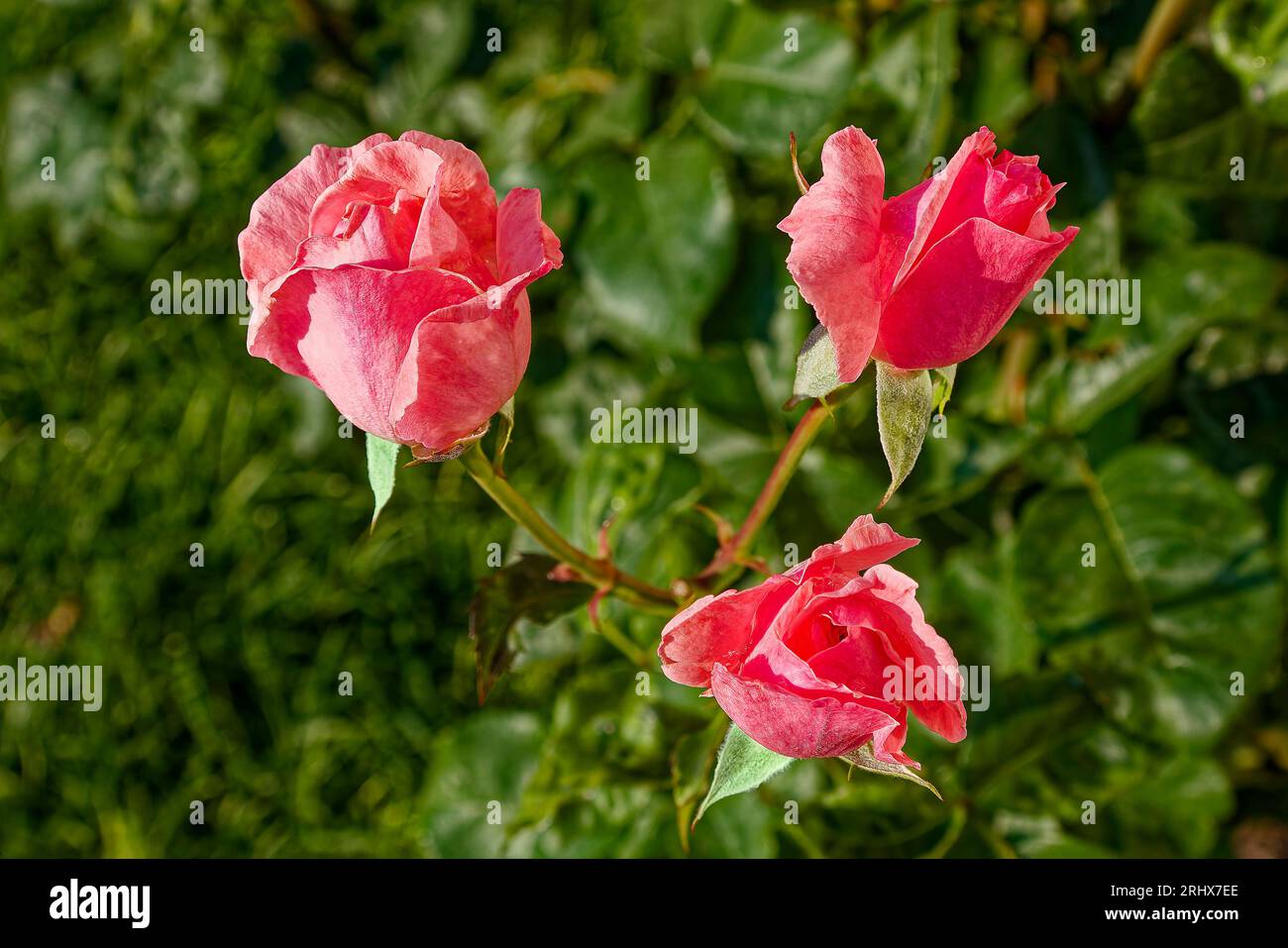 3 pink roses, starting to open, close-up, green leaves background ...