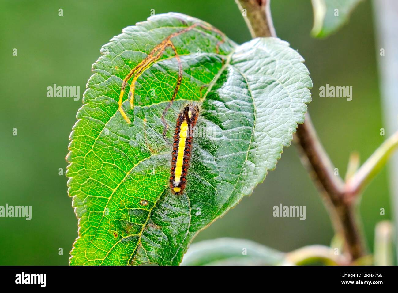 Creature detail hi-res stock photography and images - Alamy