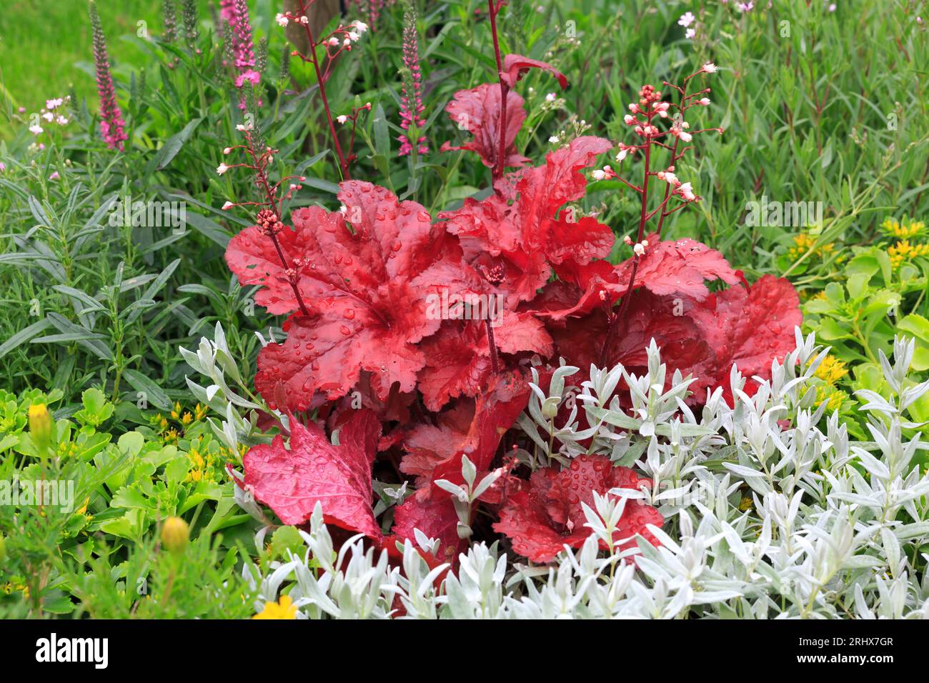 Red Heuchera leaves coverer with rainwater droplets Stock Photo - Alamy
