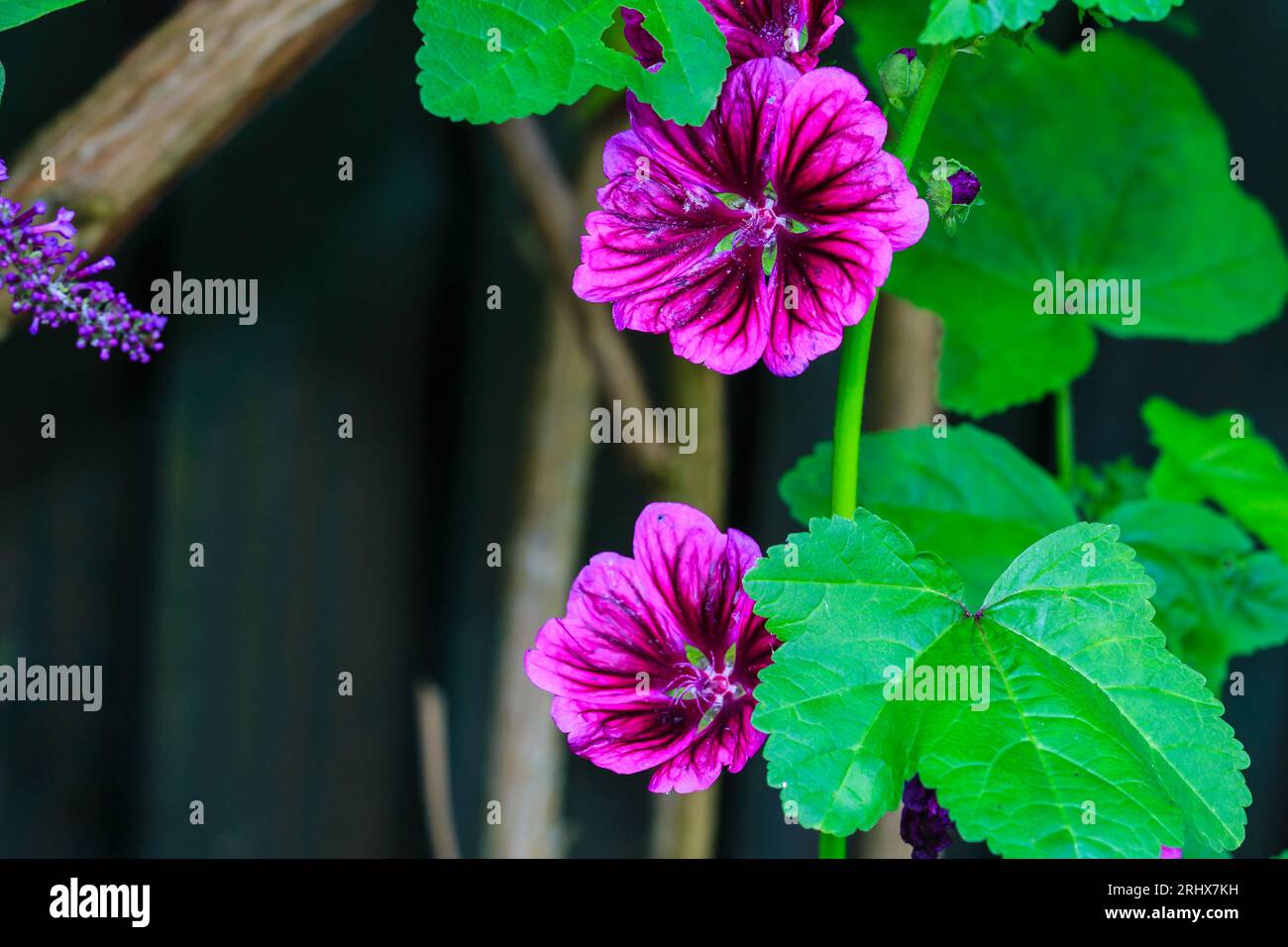 Beautiful wild Common mallow flowers Stock Photo - Alamy