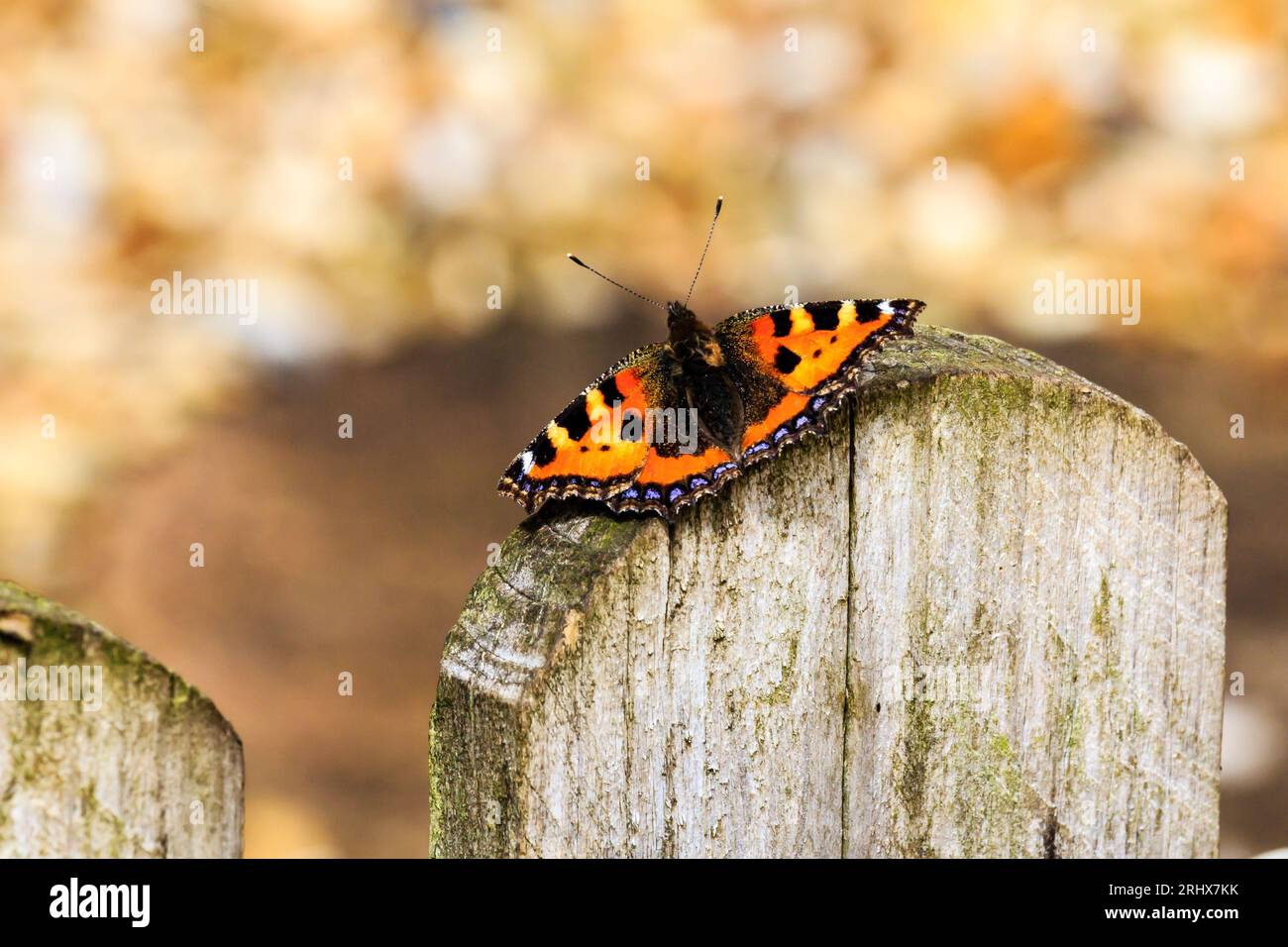 Tortoiseshell material hi-res stock photography and images - Alamy