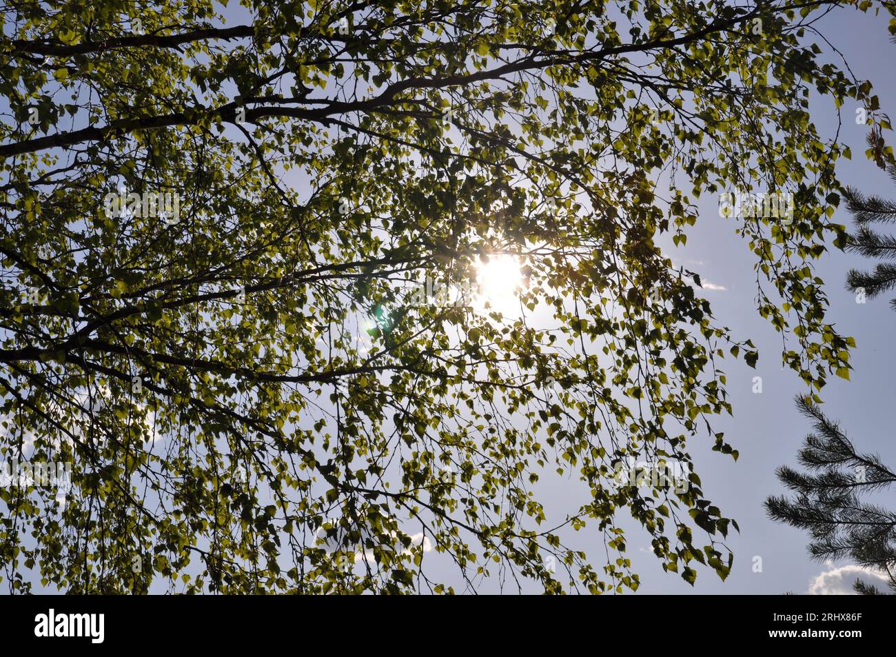 Stairs and a tree hi-res stock photography and images - Alamy