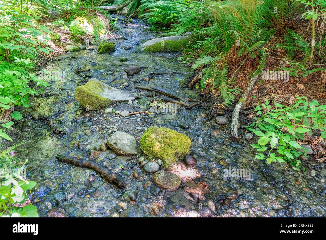 A stream in summer at Dash Point State Park in Washington State Stock ...