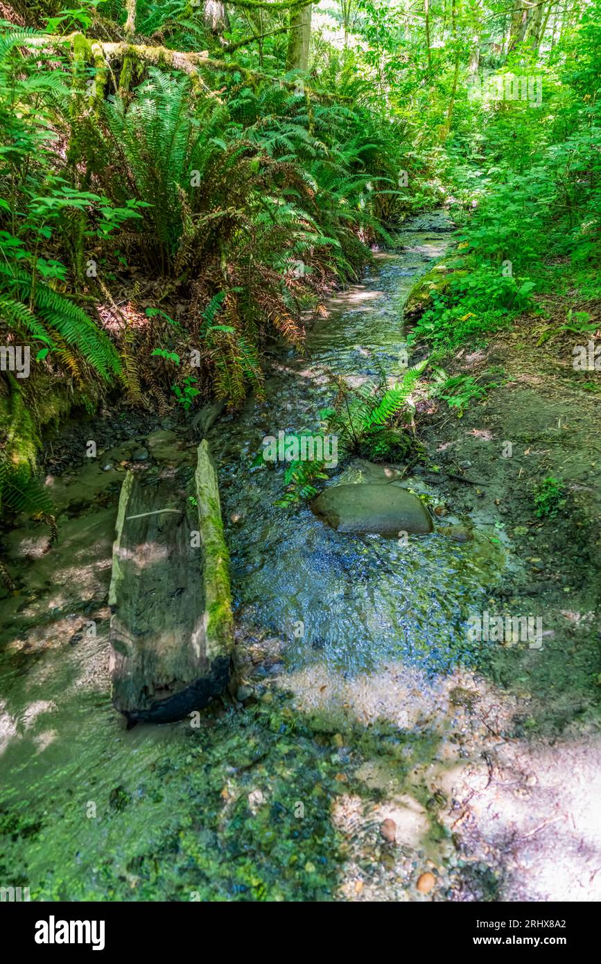 A stream in summer at Dash Point State Park in Washington State Stock ...