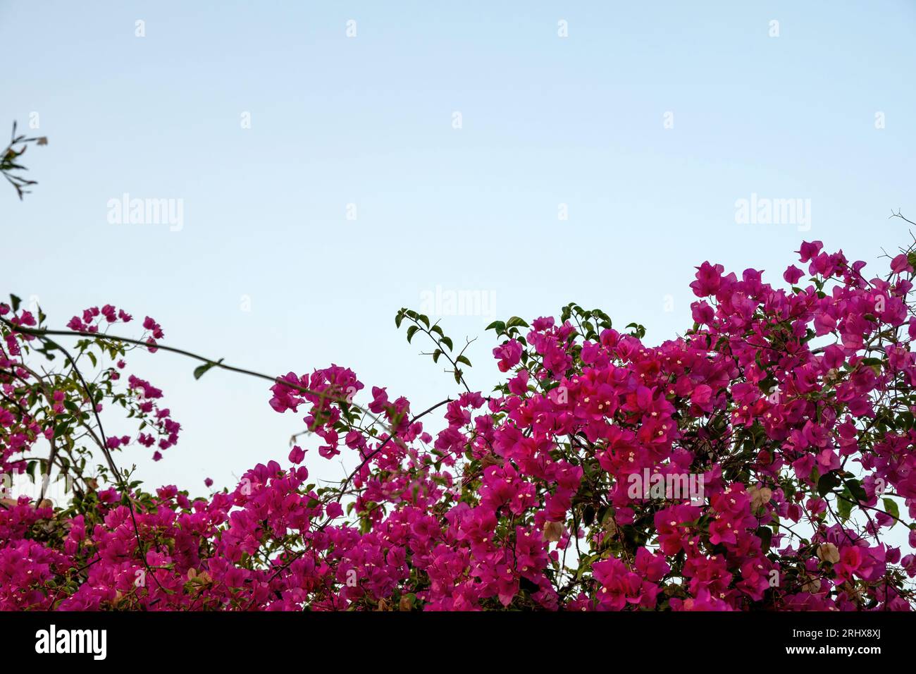 Blooming bougainvillea flower magenta color under blue sky background ...