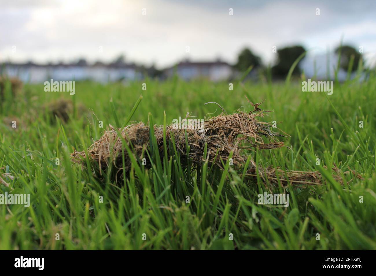 Old growth grasslands hi-res stock photography and images - Alamy