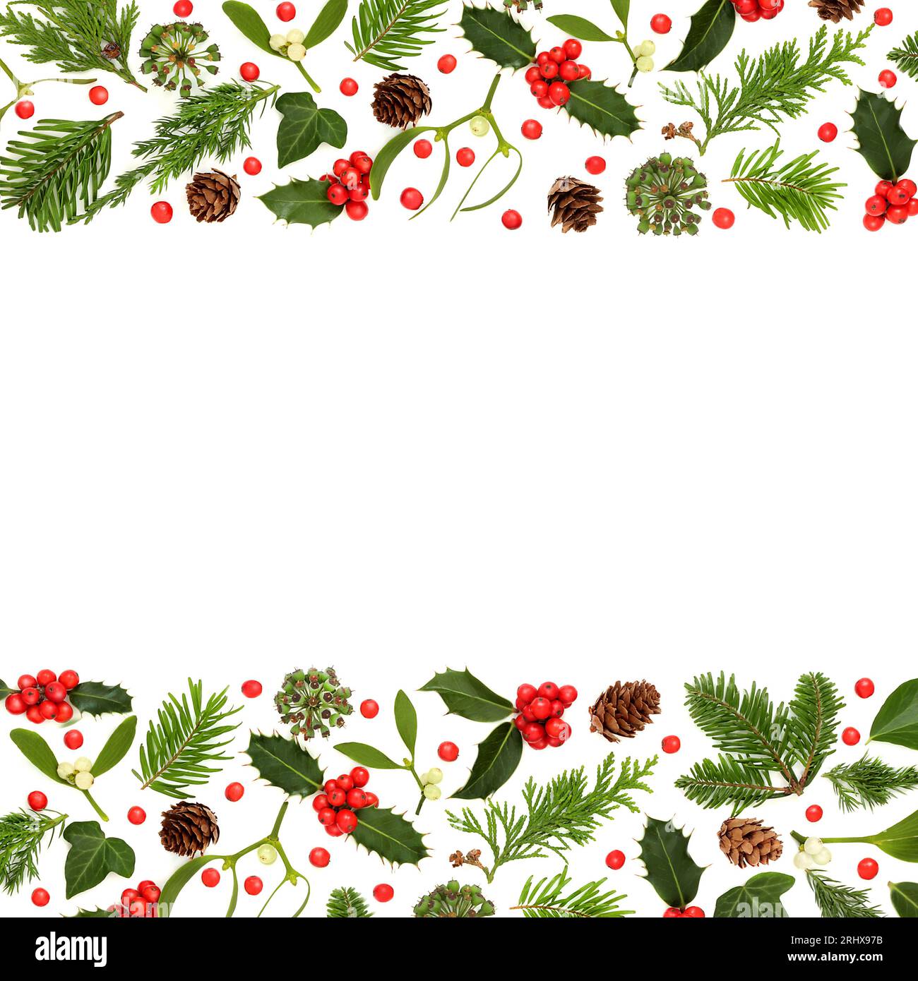 Christmas winter holly berry, mistletoe and greenery background border ...