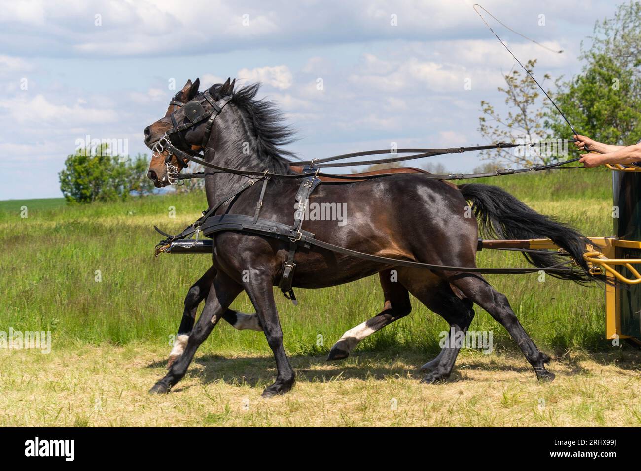 Galloping horses in a chariot race Stock Photo - Alamy