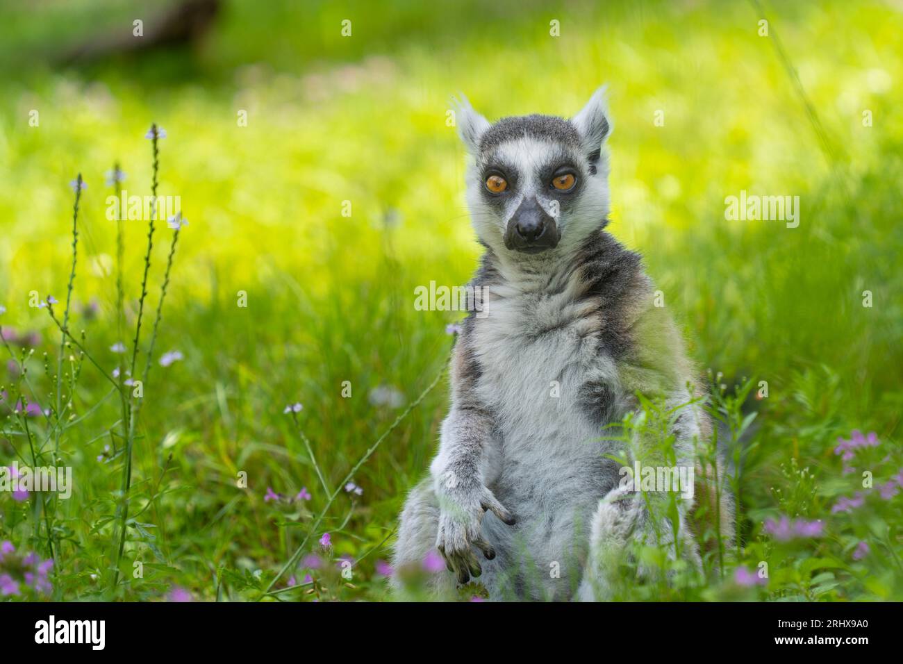 A meditating ring-tailed lemur sits in the grass and looks into the ...