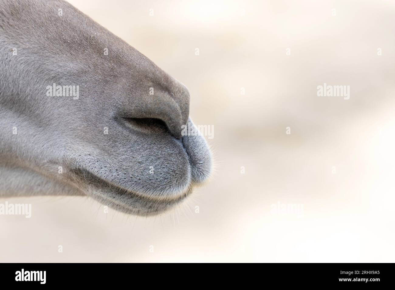 Nose of a light-haired llama (Lama glama) on a light background Stock ...