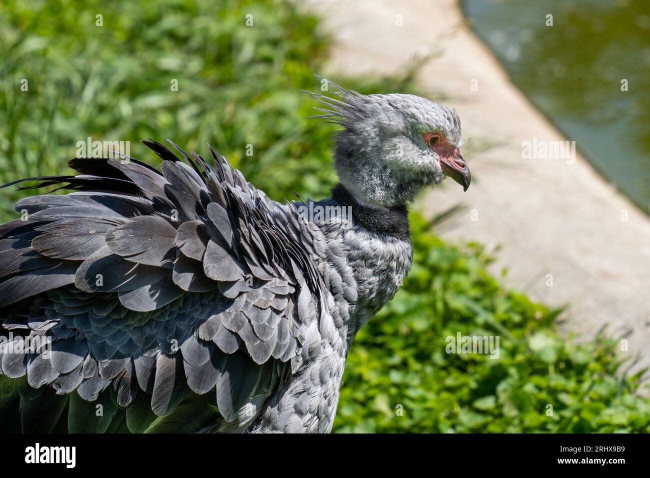 Gray feathered southern screamer (Chauna torquata) looking in the grass ...