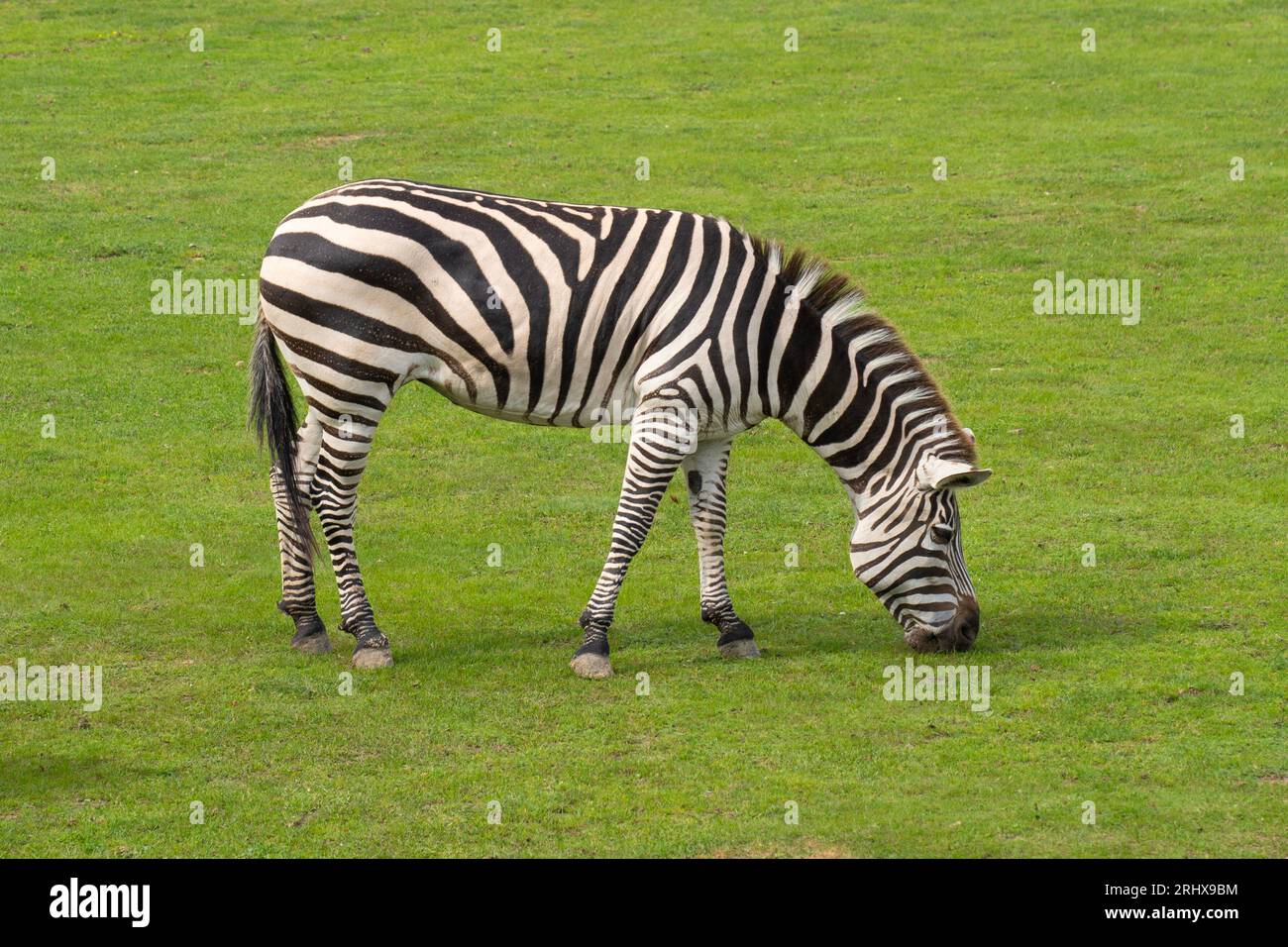 Zebra (Hippotigris) in green grass Stock Photo - Alamy