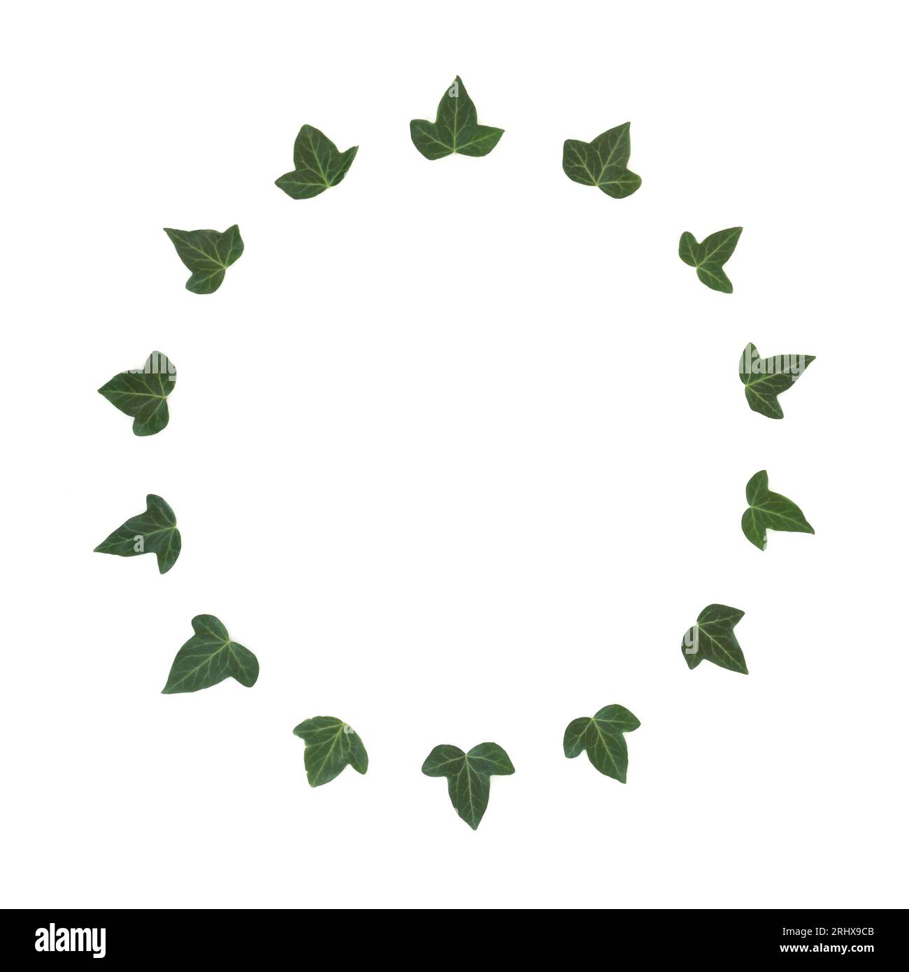 Ivy Leaf Logo