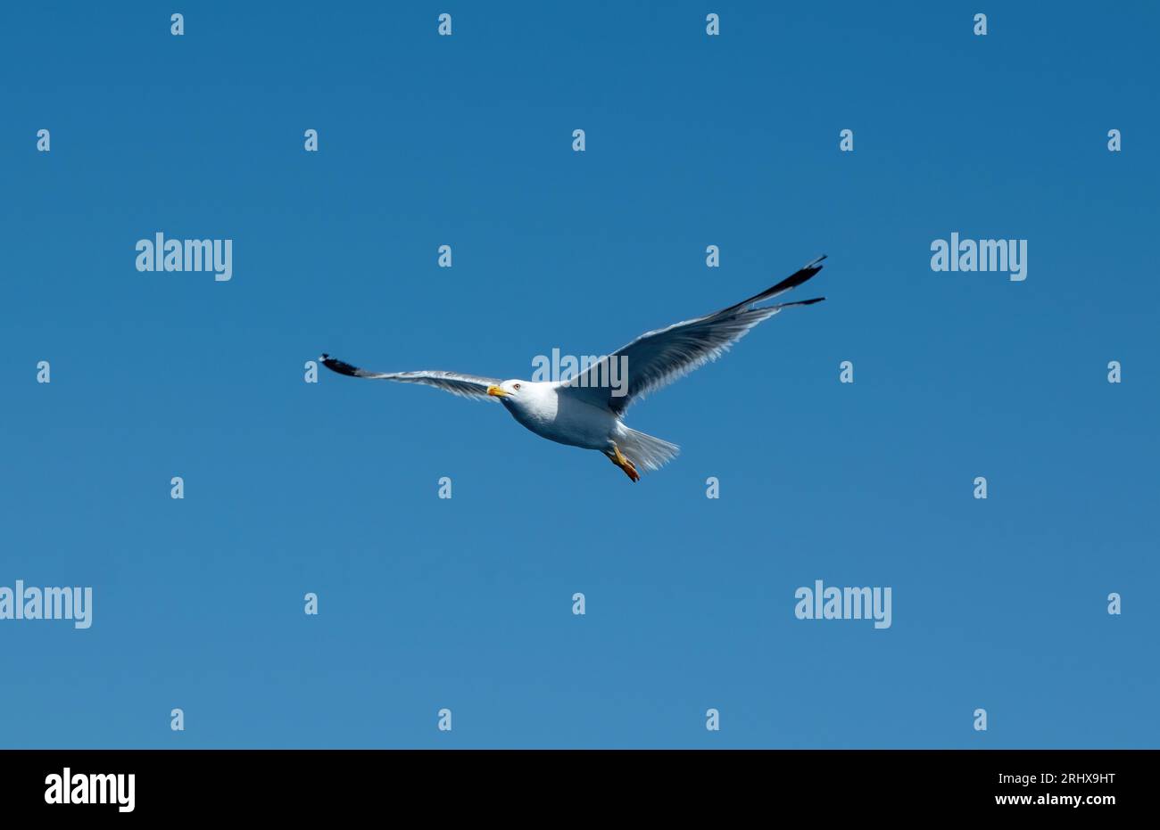 Yellow-legged gull, Larus Michahellis white color flying on clear blue ...