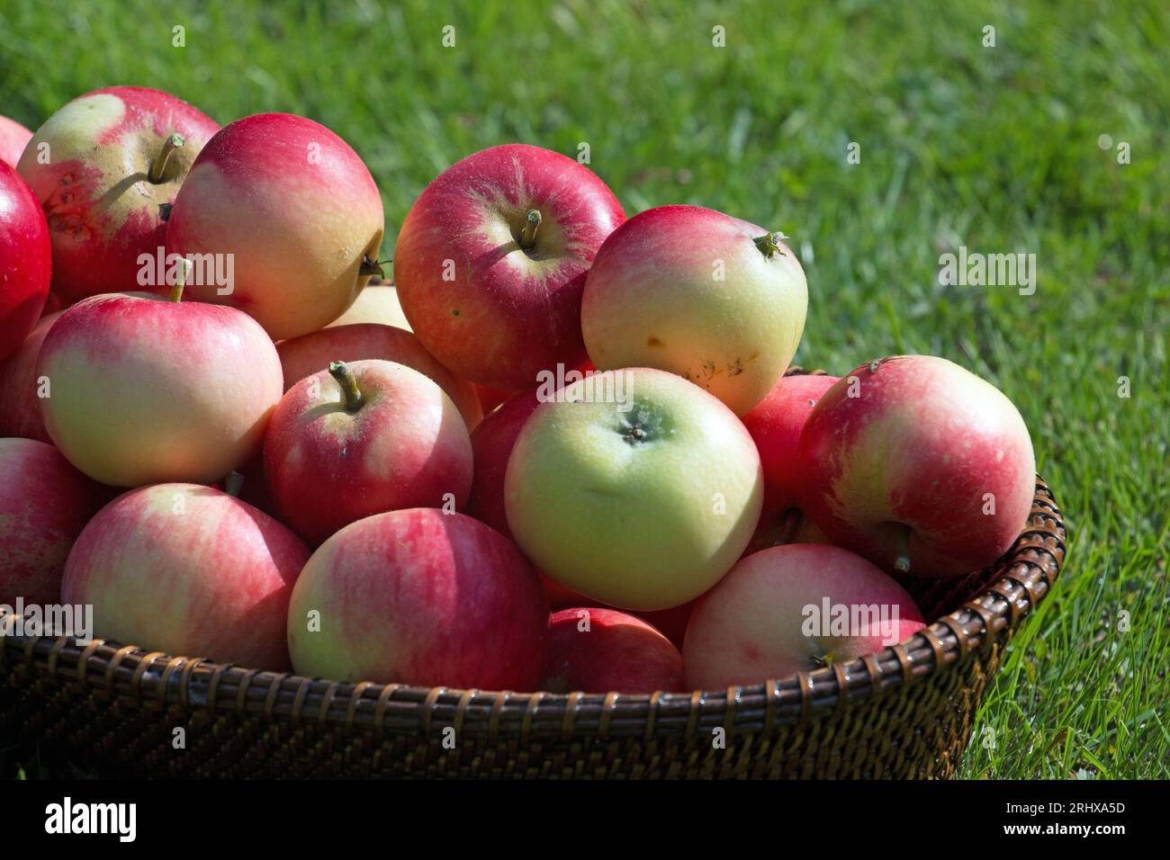Malus domestica discovery container hi-res stock photography and images ...