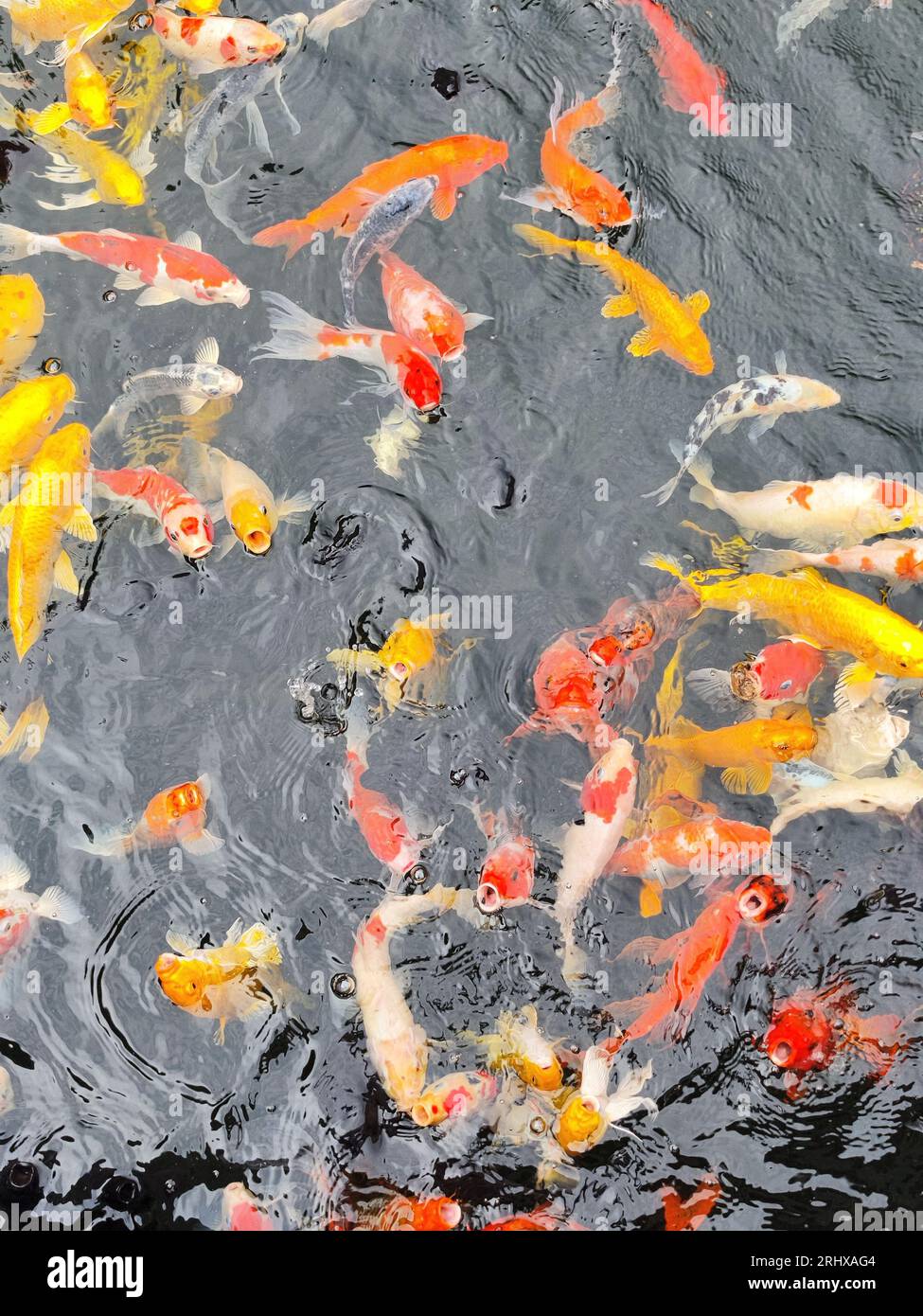 Multicolor koi fish carp swimming hi-res stock photography and images ...