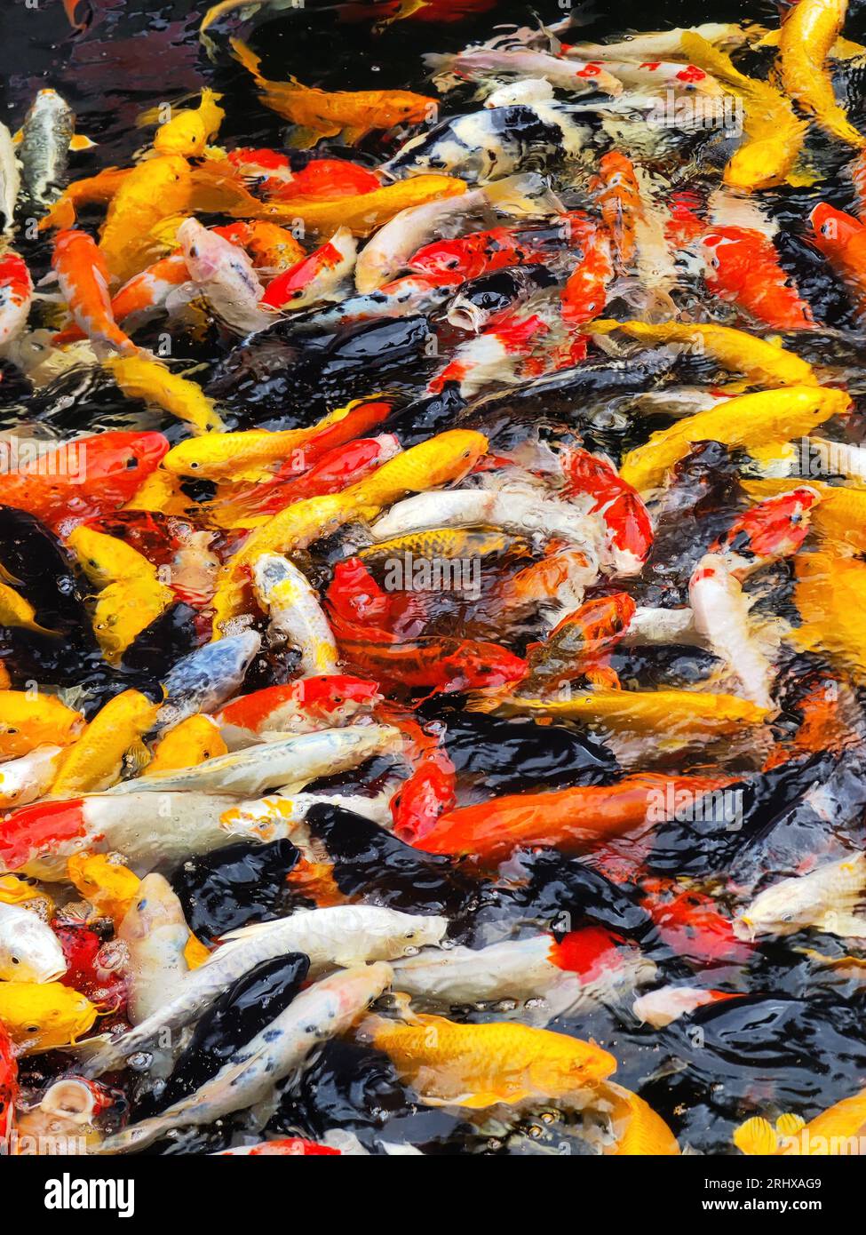 Koi carp fishes swim hi-res stock photography and images - Alamy