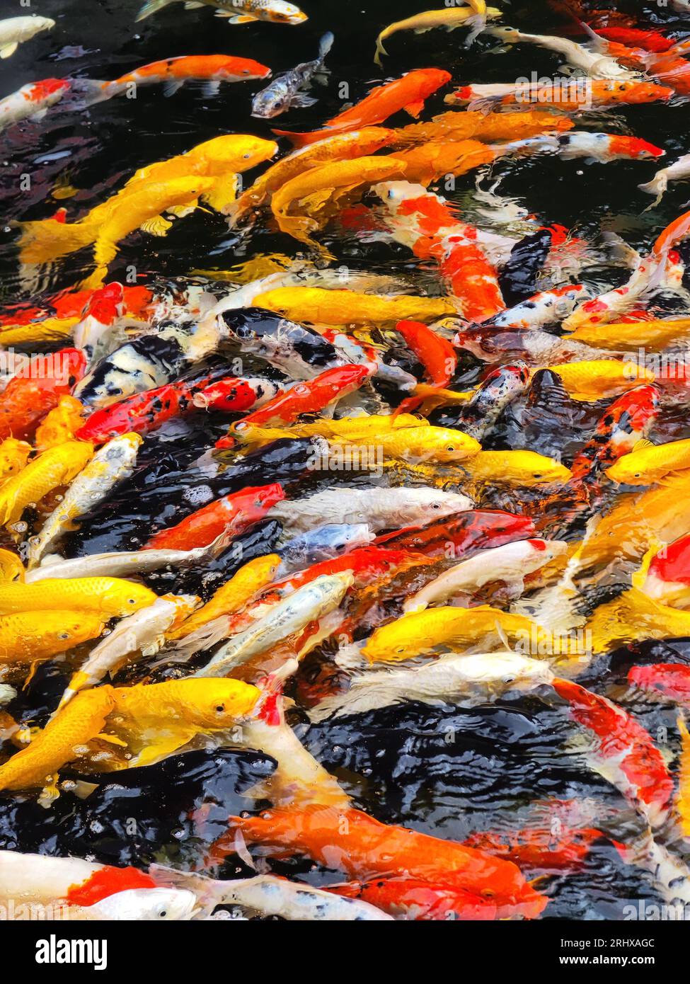 Koi fishes in clear water hi-res stock photography and images - Alamy