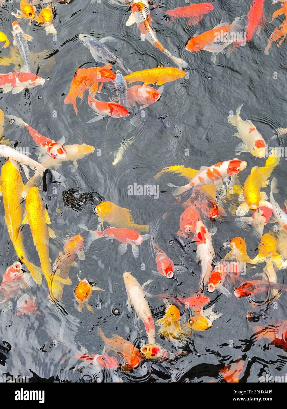 Koi fishes in clear water hi-res stock photography and images - Alamy