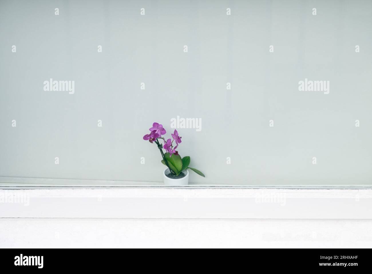 House flowers on windowsills hi-res stock photography and images - Alamy