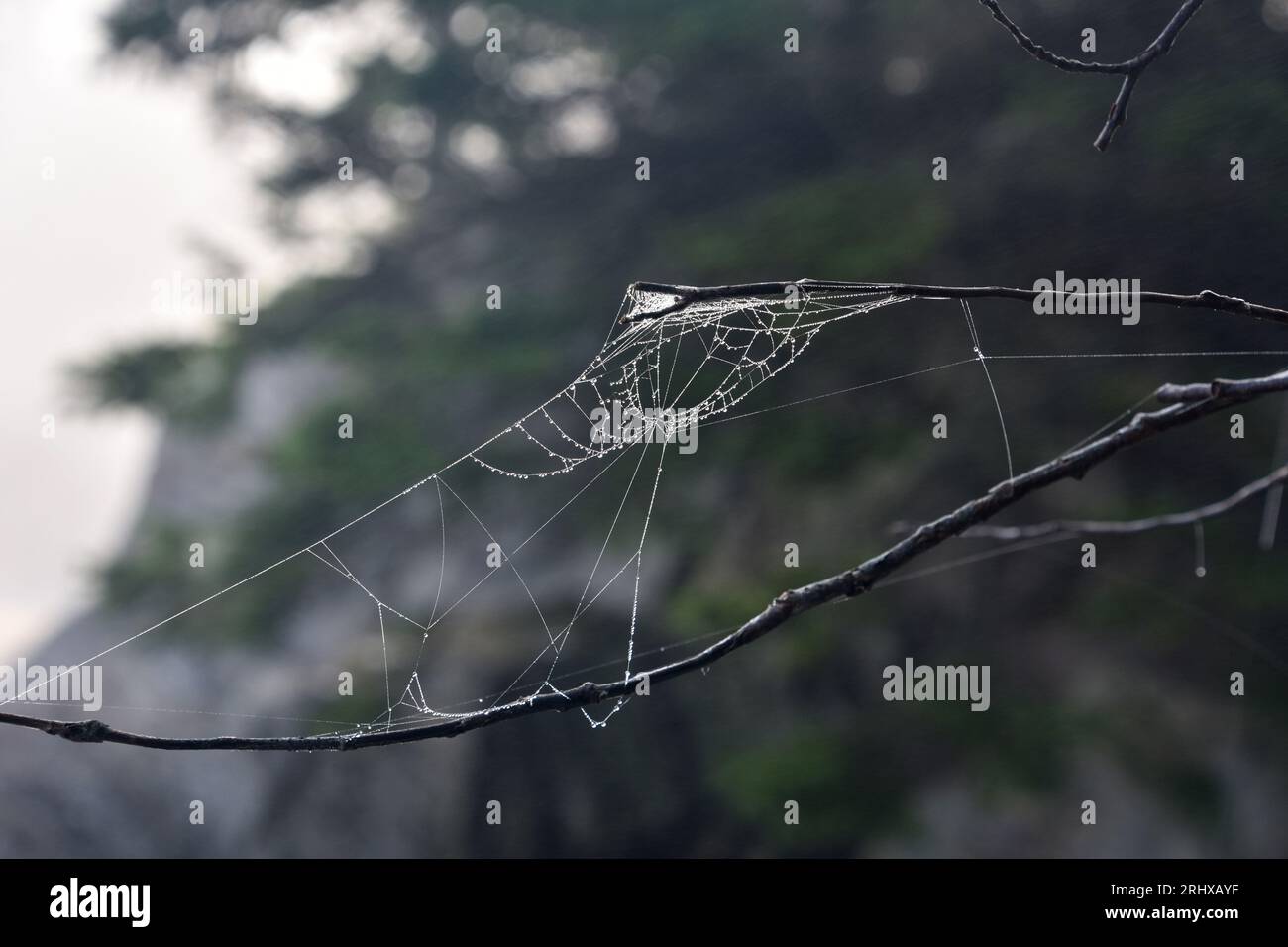 Woven spider web with water droplets in branches on a tree Stock Photo ...